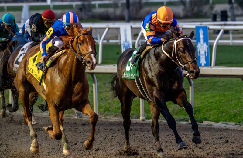 THOUGHBRED POLLS 3 & UP – Horse Race Insider